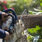 Difference between tree pruning, lopping, coppicing, & pollarding